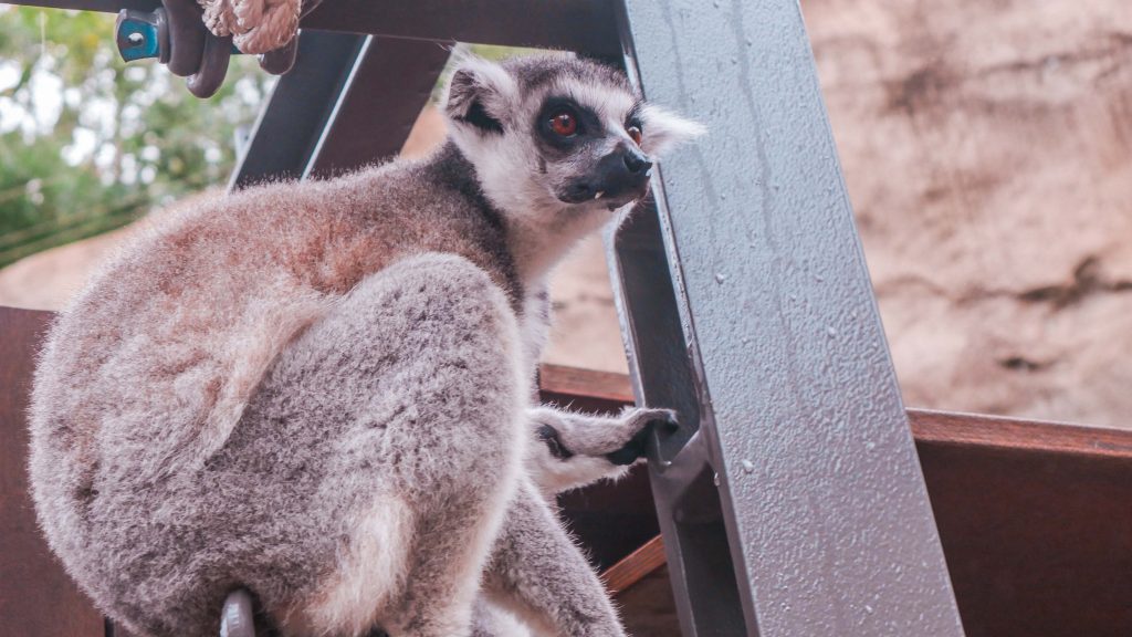 Taronga Zoo Roar and Snore Experience - Kelana by Kayla